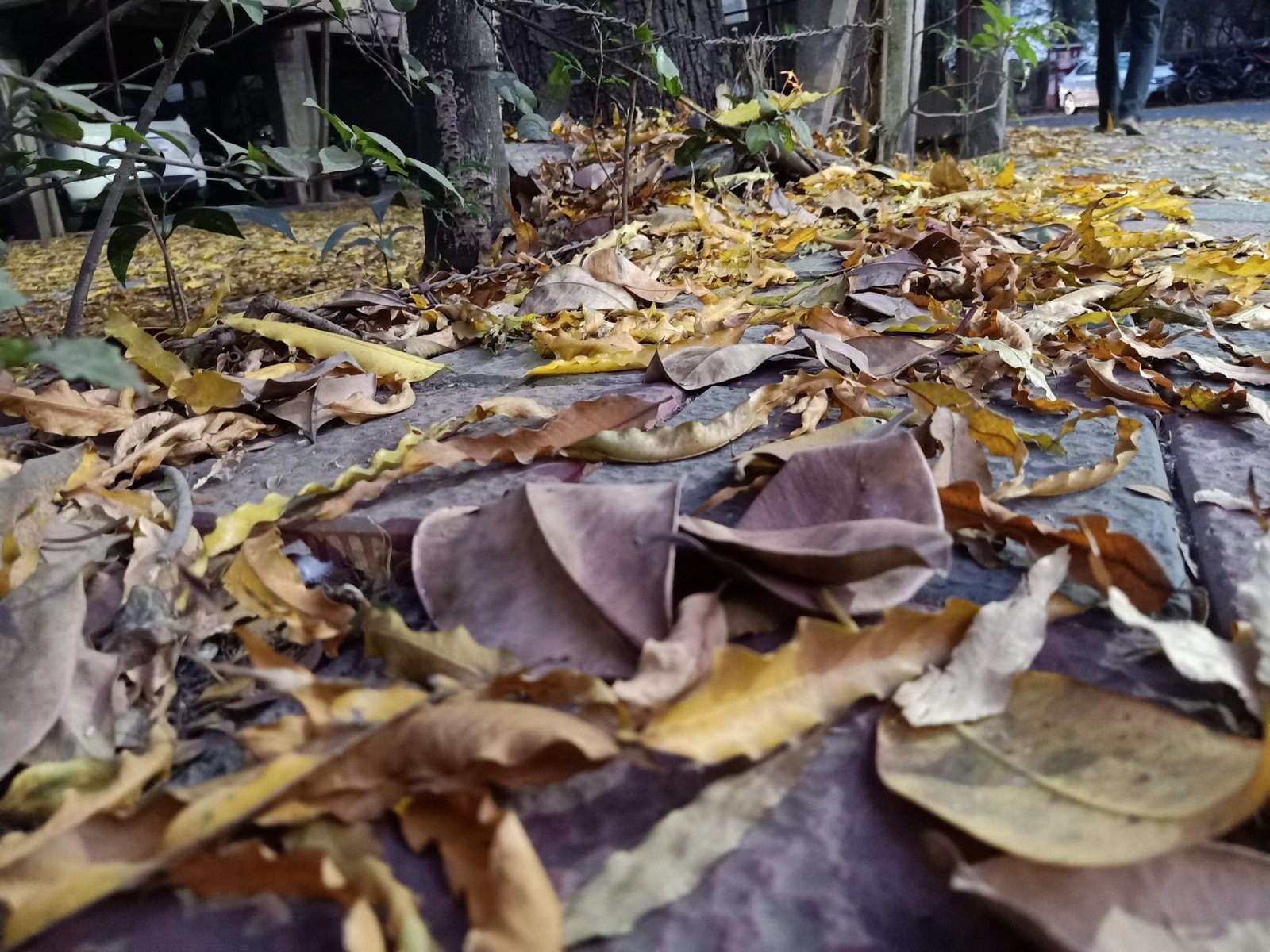 How To Manage Dry Leaves Online Course Dry Leaves Management Mulch
